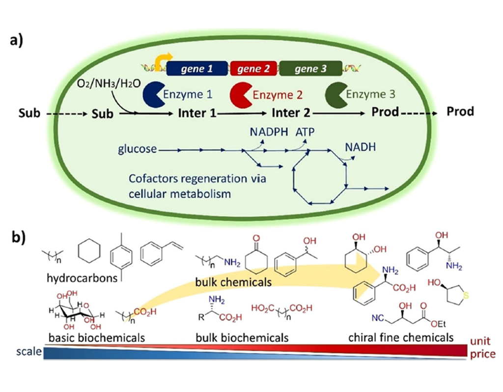 Whole-cell cascade biotransformations for one-pot multistep organic ...