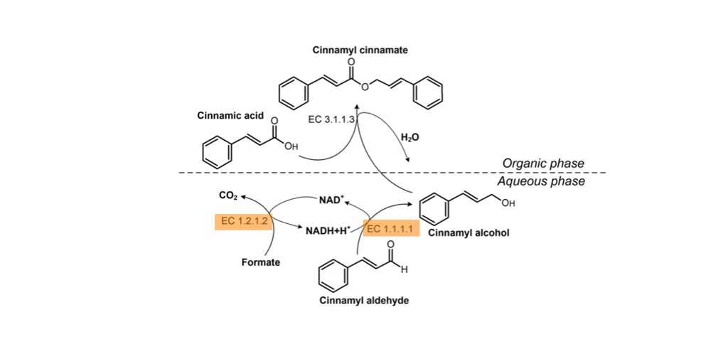 Multi‐enzyme Cascade Reaction In A Miniplant Two‐phase‐system Spinchem